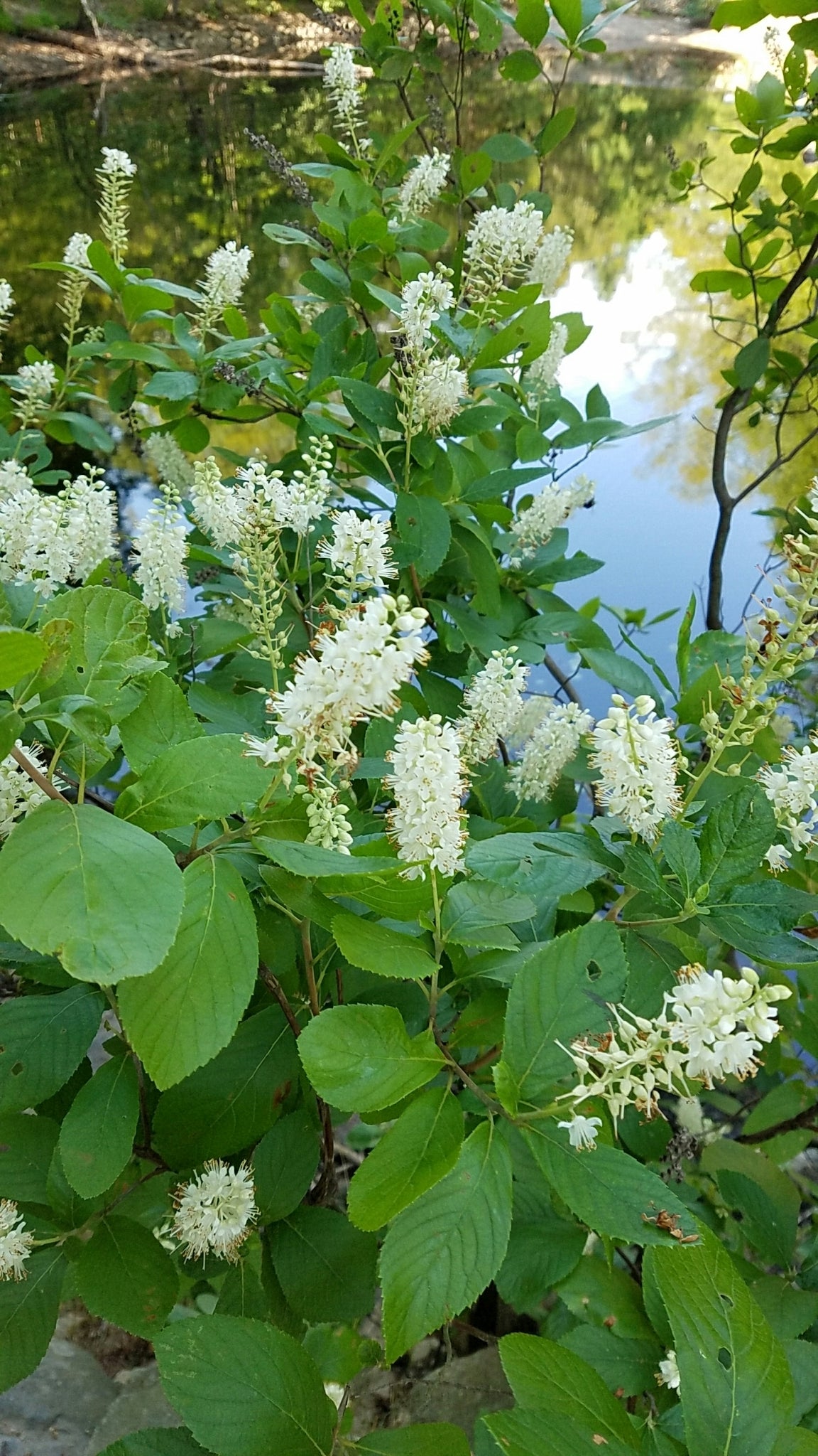 SWEET PEPPERBUSH 'Hummingbird' - Clethra alnifolia 'Hummingbird ...