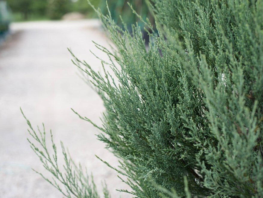 'BURKII' EASTERN REDCEDAR - Juniperus virginiana 'Burkii' | Schuylkill ...