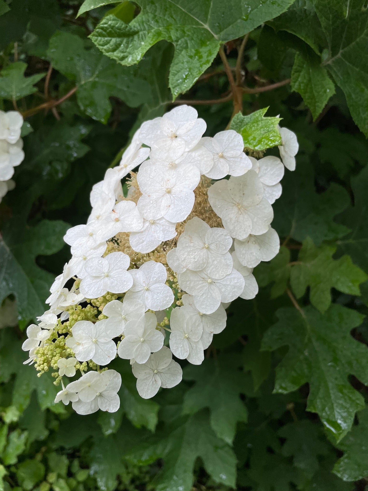 OAKLEAF HYDRANGEA 'ALICE' - Hydrangea quercifolia | Schuylkill Center ...