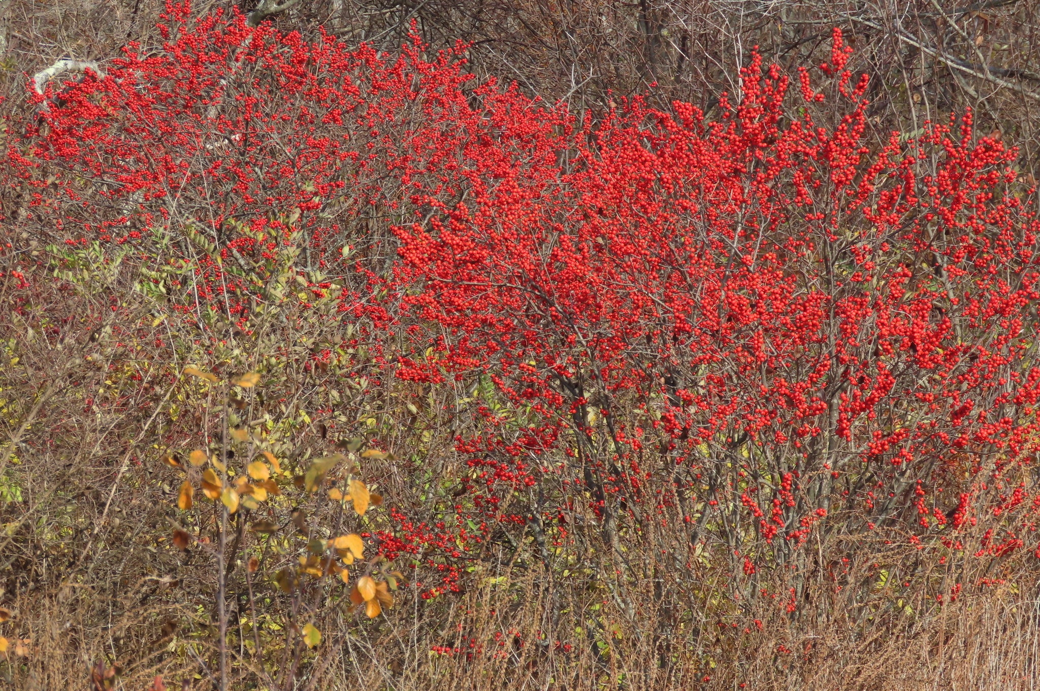 WINTERBERRY 'RED SPRITE' - Ilex verticillata | Schuylkill Center for ...