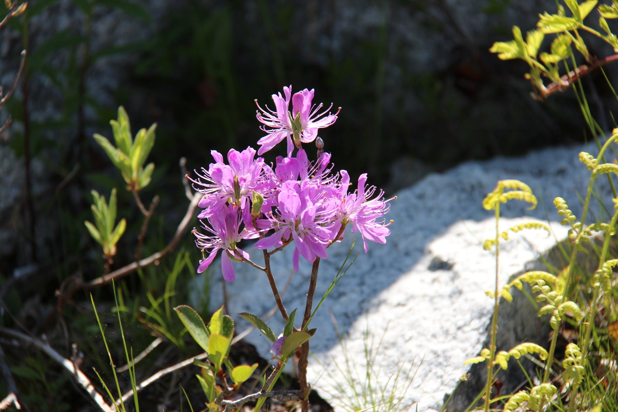 RHODORA/ MOUNTAIN AZALEA - Rhododendron canadense | Schuylkill Center ...