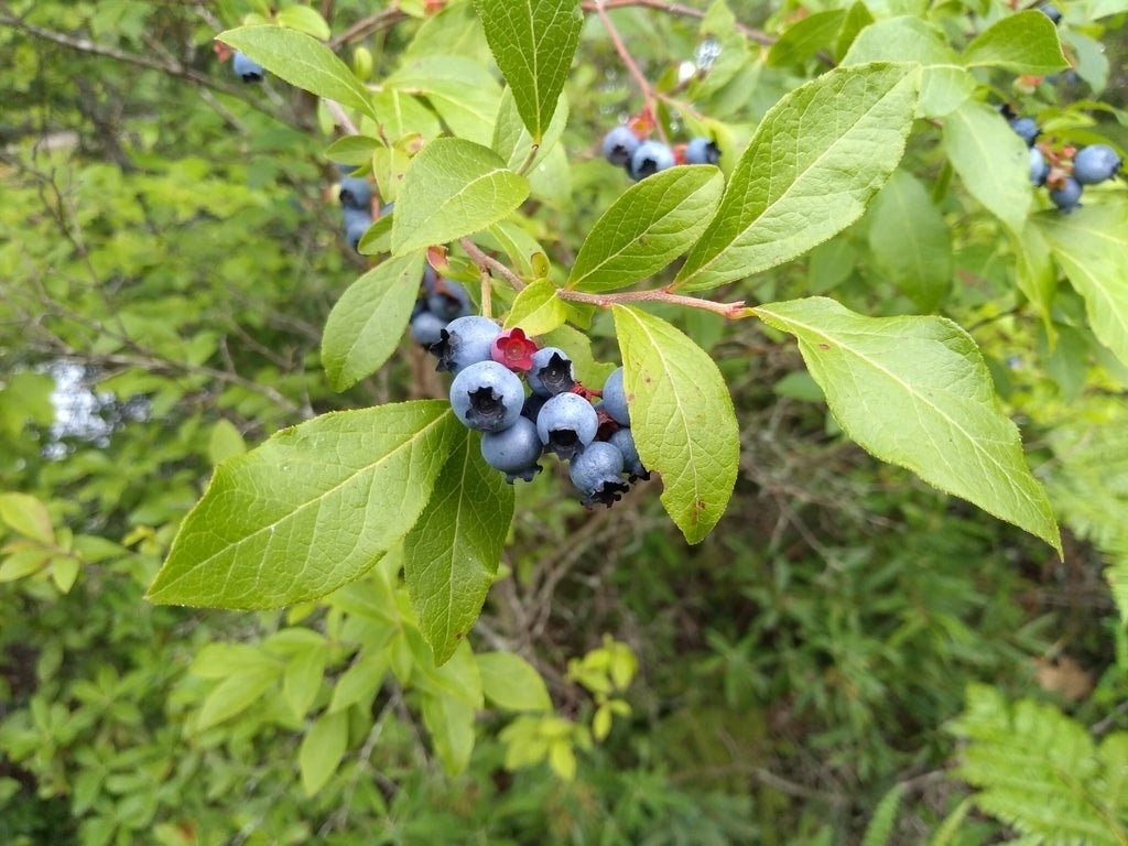 HIGHBUSH BLUEBERRY 'RUBEL' - Vaccinium corymbosum ‘Rubel’ | Schuylkill ...