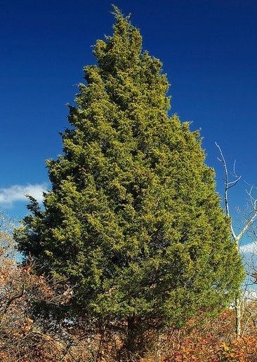 EASTERN RED CEDAR 'Burkii' - Juniperus virginiana | Schuylkill Center ...