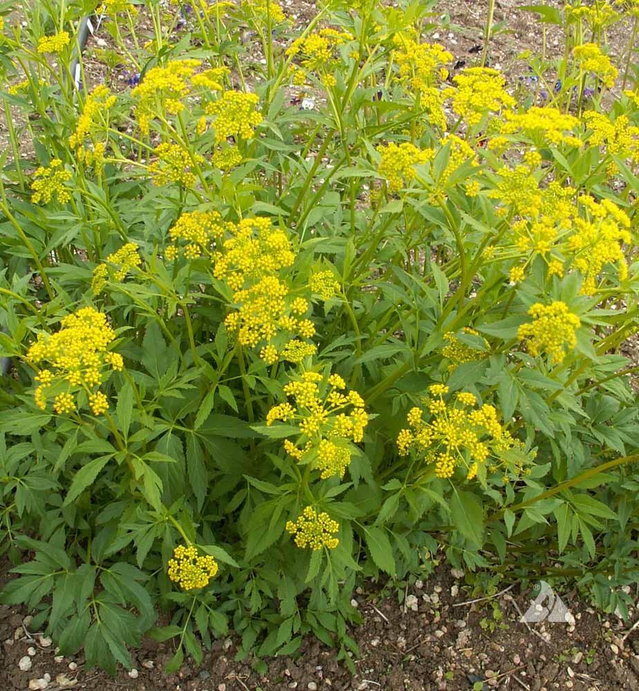 GOLDEN ALEXANDERS - Zizia aurea | Schuylkill Center for Environmental ...